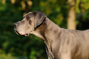 9 Things You Need to Know About the Great Dane Personality - Hello Danes
