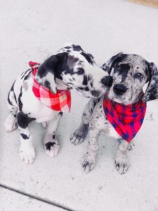 Photos of Great Danes: A Collection of 20 Beautiful Photos - Hello Danes