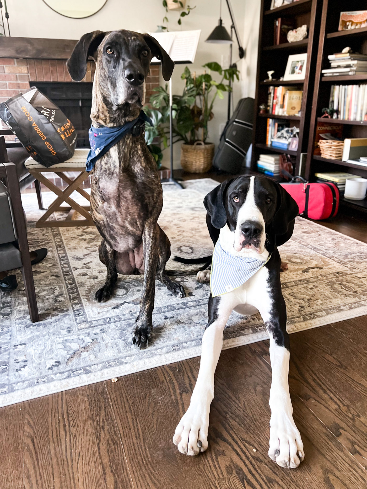 How to Care for a Three Legged Dog - The Ultimate Tripod Great Dane ...