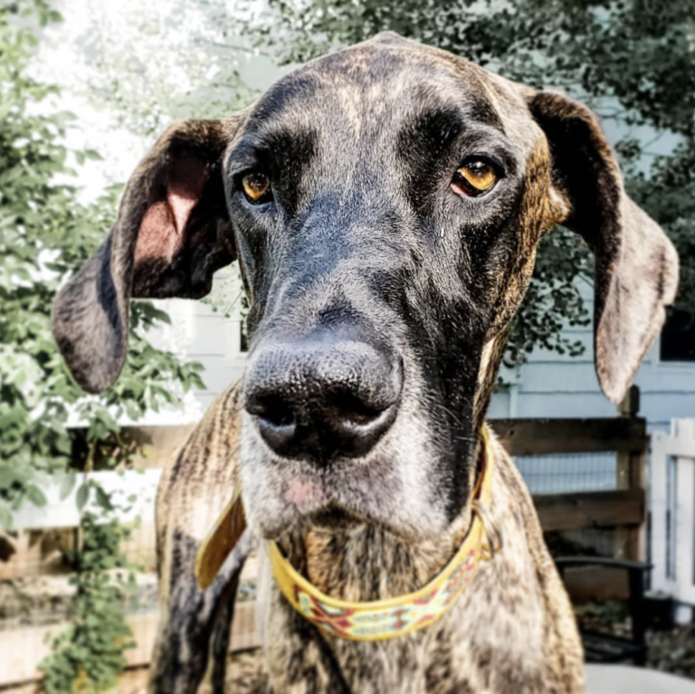 How to Care for a Three Legged Dog - The Ultimate Tripod Great Dane ...