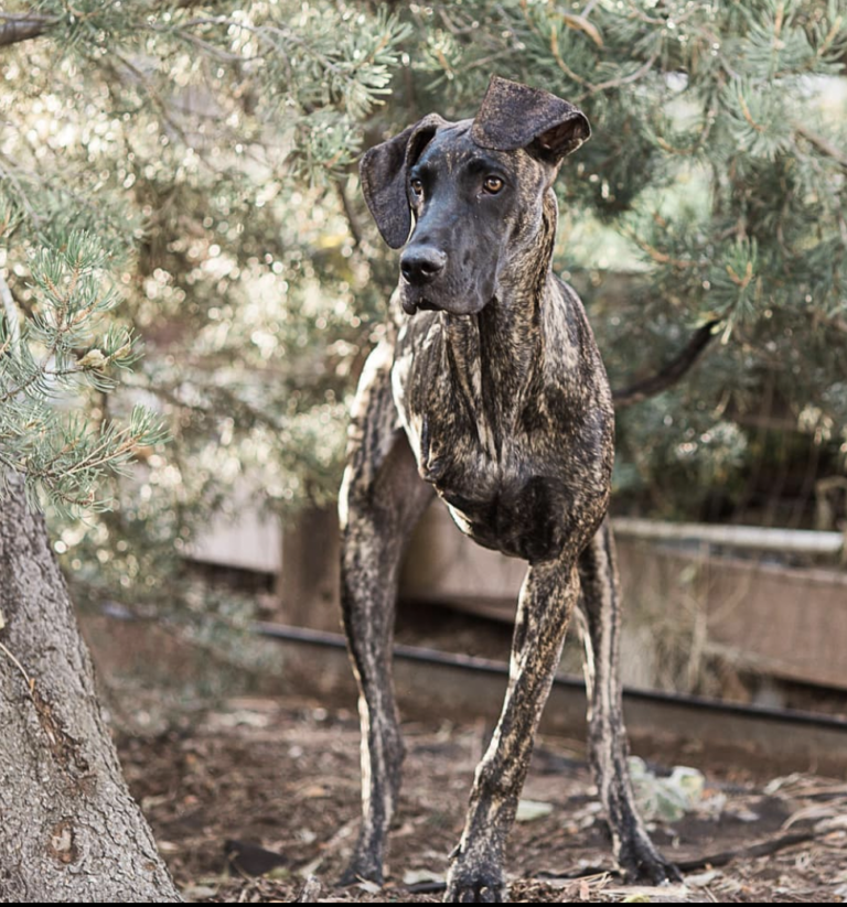 How to Care for a Three Legged Dog - The Ultimate Tripod Great Dane ...