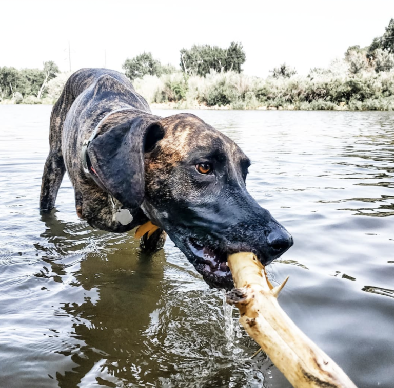 How to Care for a Three Legged Dog - The Ultimate Tripod Great Dane ...
