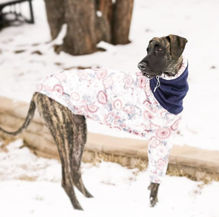 How to Care for a Three Legged Dog - The Ultimate Tripod Great Dane ...