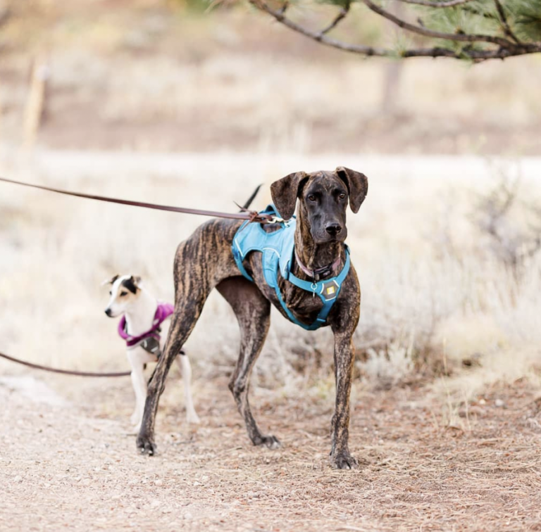 How to Care for a Three Legged Dog - The Ultimate Tripod Great Dane ...