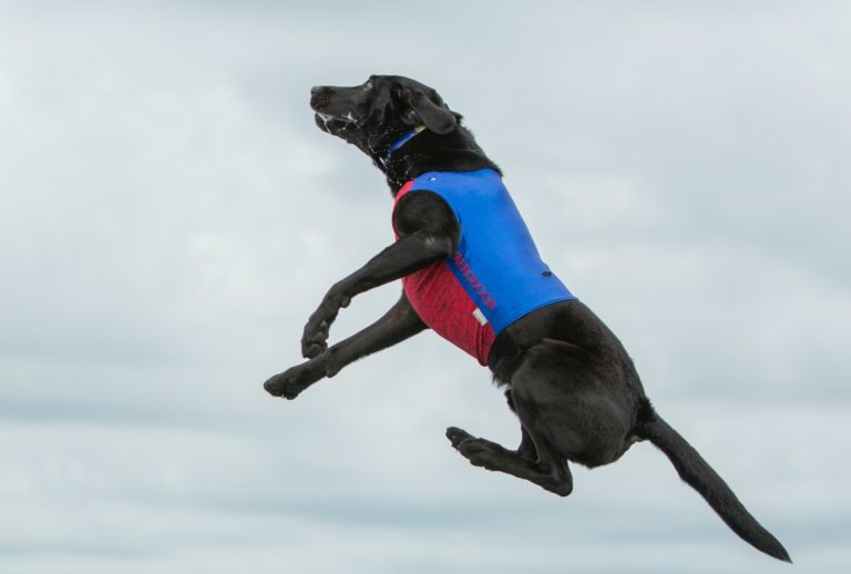 10 Dog Jumping Fence Solutions That Will Solve Your Fence Jumping ...