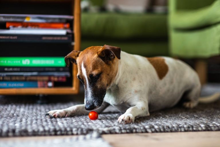 What are the Best Floors for Dogs? Slipping, Tripping, and Sliding and ...
