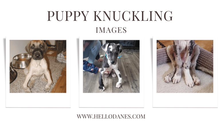 Puppy Knuckling Quick-Start Guide - Hello Danes