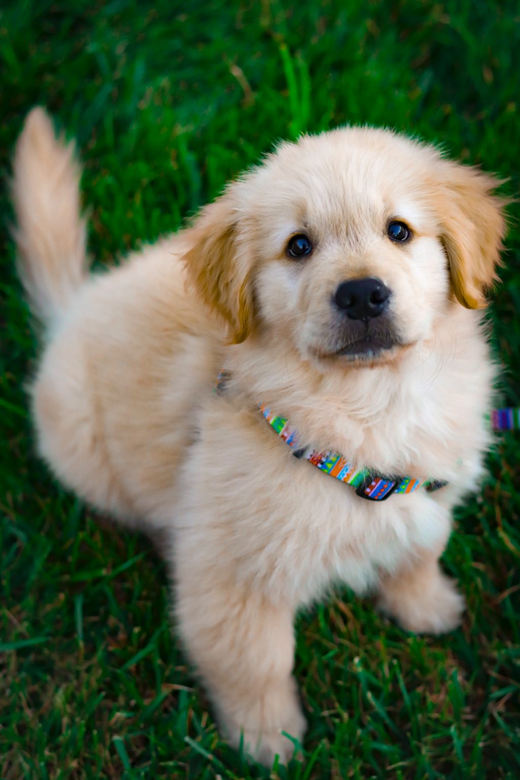 Purebred vs. Mixed Breed: Which Dog is Right For My Family? - Hello Danes