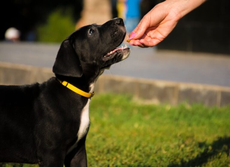 Walking a Great Dane on a Leash - Hello Danes