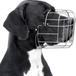 Understanding Great Dane Aggression & Growling - Hello Danes