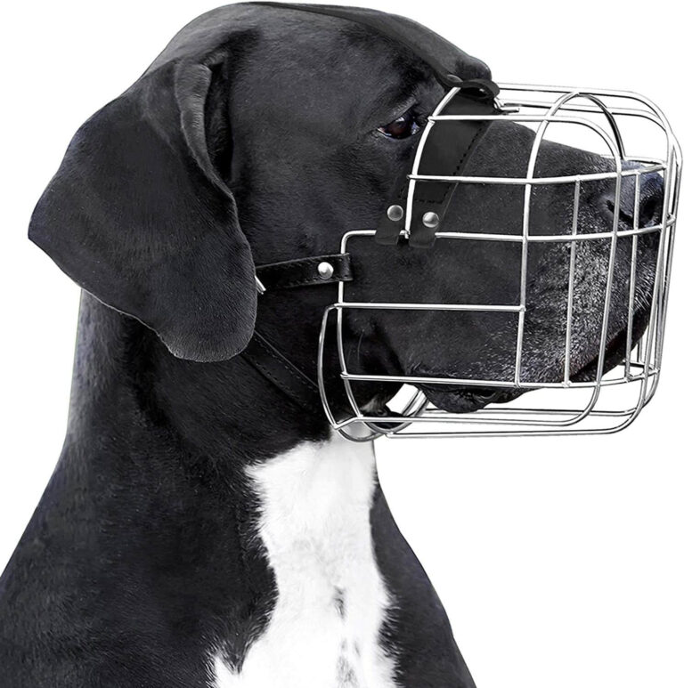Understanding Great Dane Aggression & Growling - Hello Danes