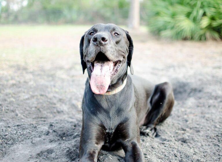 Are Great Danes Scared of Everything? - Hello Danes