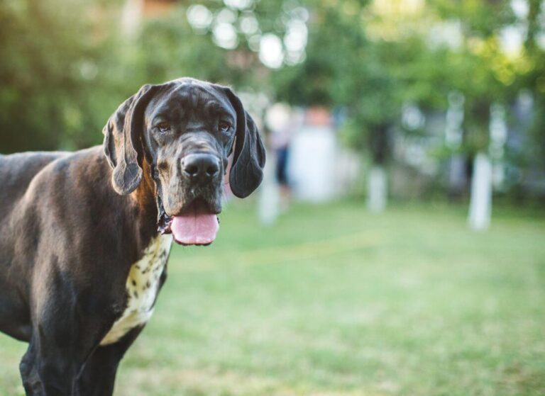 Are Great Danes Scared of Everything? - Hello Danes