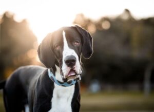 Are Great Danes Scared of Everything? - Hello Danes