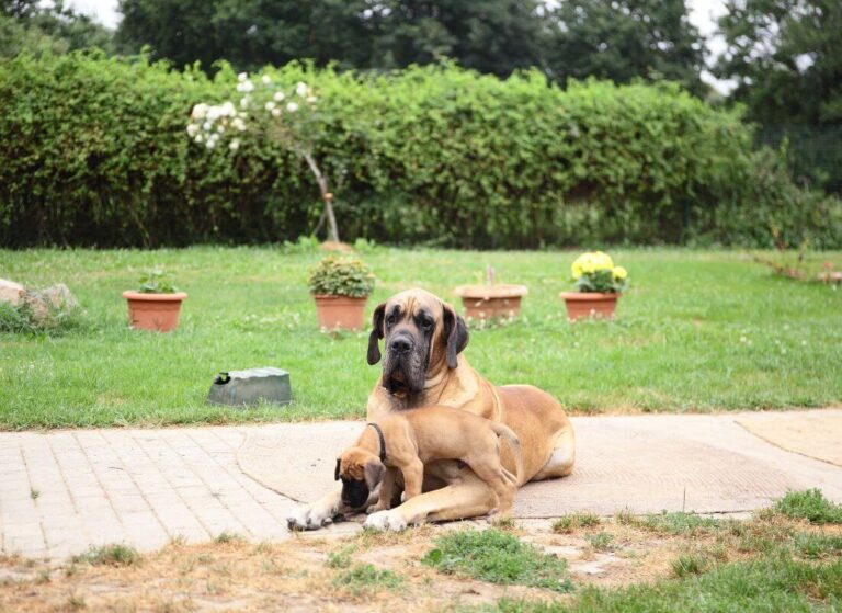 Understanding Great Dane Aggression & Growling - Hello Danes