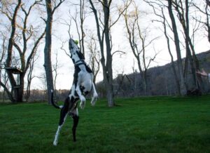 Why Does My Great Dane Look So Skinny? - Hello Danes