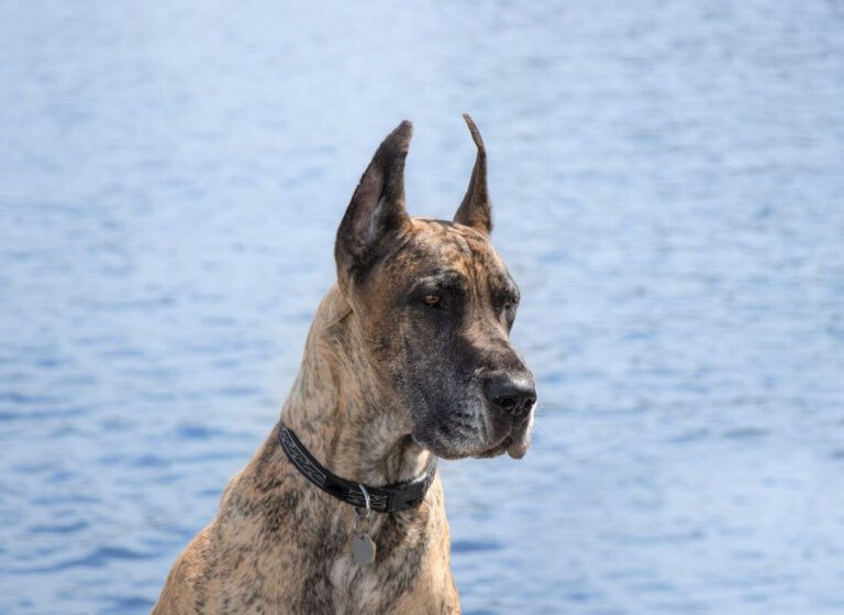 Are Great Danes Scared of Everything? - Hello Danes