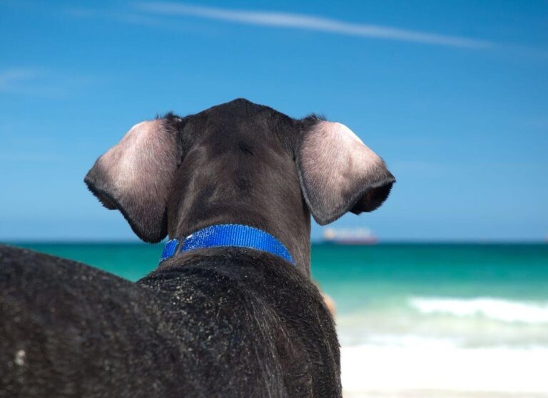 Are Great Danes Scared of Everything? - Hello Danes