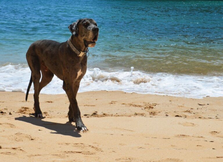 Are Great Danes Scared of Everything? - Hello Danes